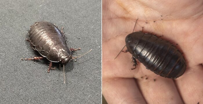 80년 전 멸종한 ‘대형 바퀴벌레’, 우연히 산 채로 재발견됐다 | NTD Korea